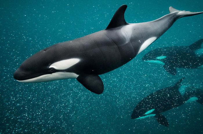 Dijuluki Paus Pembunuh, Apakah Paus Orca Berbahaya dan Memakan Manusia? - Semua Halaman ...