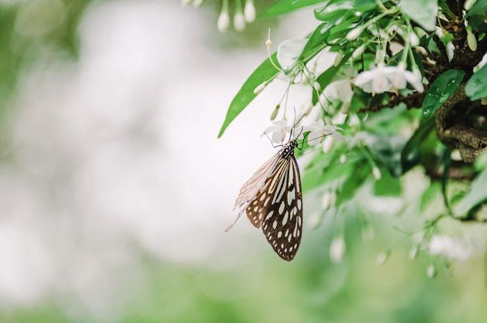 2 Jenis Klasifikasi Biota Berdasarkan Habitatnya - Adjar