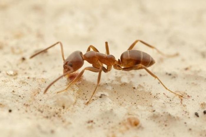 Dunia Hewan: Berkat Kafein, Semut Semakin Pandai Bernavigasi - National ...