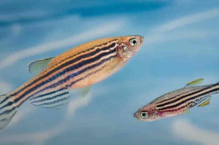 15 Fakta Menarik Blobfish, Ikan Berwajah Jelek dari Perairan Laut Dalam ...