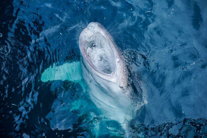 Merawat Kebersamaan Antara Manusia dan Hiu Paus di Teluk Cenderawasih ...