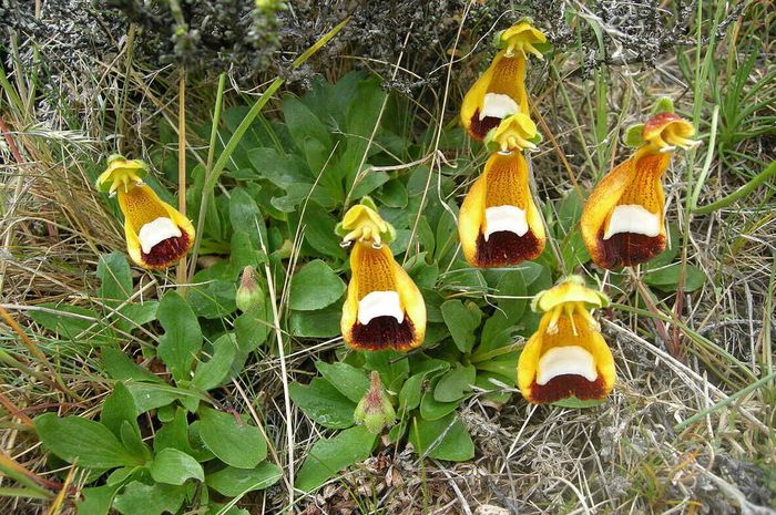 Punya Bentuk Mirip Kursi, Ini 5 Fakta Unik Bunga Darwin’s Slipper - Bobo