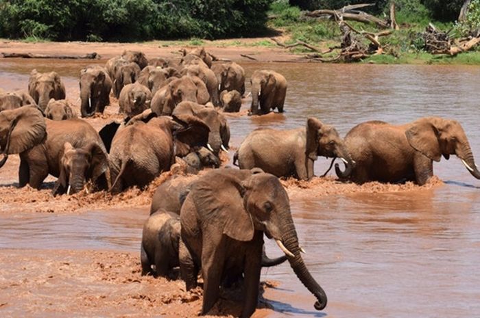 Dunia Hewan: Gajah Miliki Panggilan ‘Nama’ Abstrak Melalui Vokalisasi ...