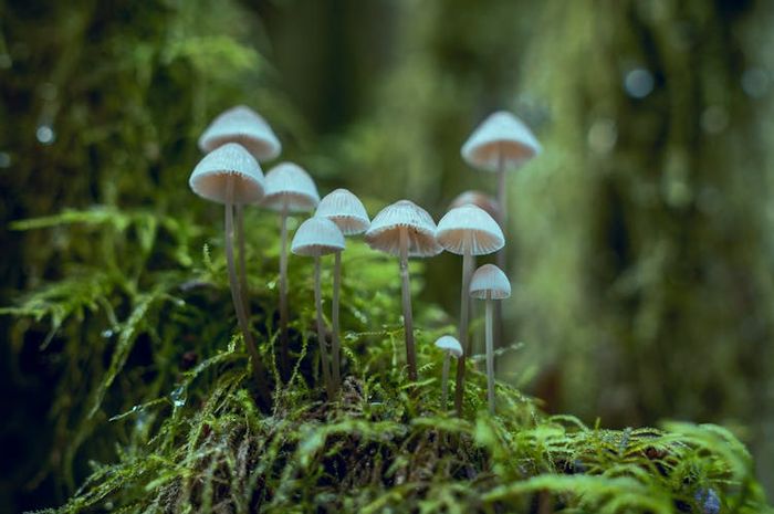 Tembang Dolanan 'Jamuran': Lirik, Terjemahan, dan Makna Lagunya - Adjar