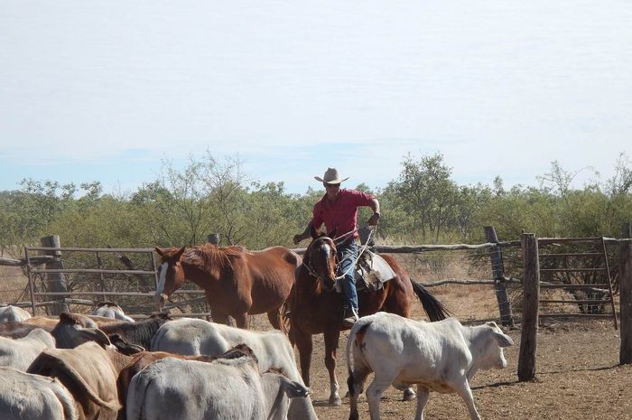 Punya Atribut Khas, Ini 5 Fakta Unik Cowboy Si Penjaga Ternak - Bobo