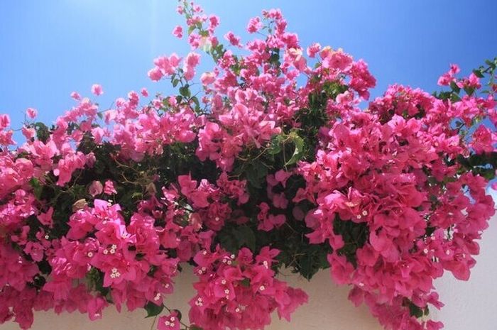 Buat Rumah Asri, Ini 5 Jenis Tanaman Rambat yang Cocok untuk Pagar - Bobo