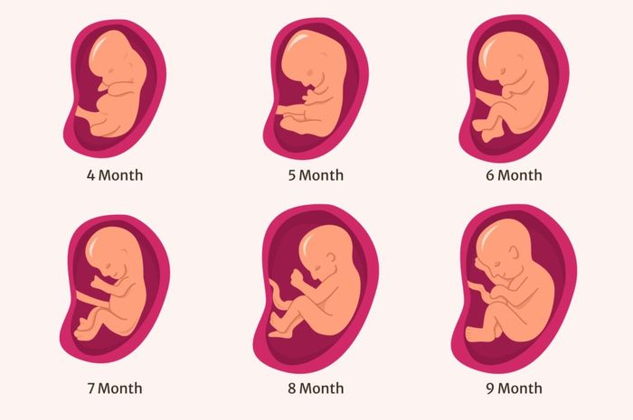 Penjelasan Tahapan Proses Pertumbuhan dan Perkembangan Embrionik - Bobo