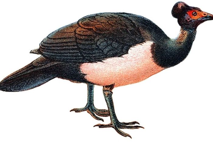 15 Fakta Menarik Burung Maleo, Burung Endemik Sulawesi yang Mirip Ayam ...