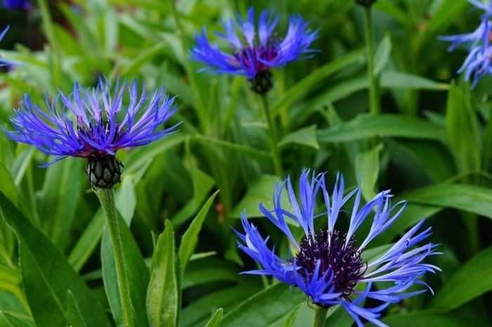 6 Jenis Bunga Berwarna Biru, Cocok Jadi Hiasan Taman di Rumah - Bobo