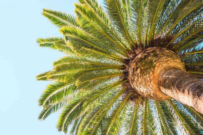 Berasal dari Zaman Kuno dan Simbol Umur Panjang, Apa Fakta Unik Pohon ...