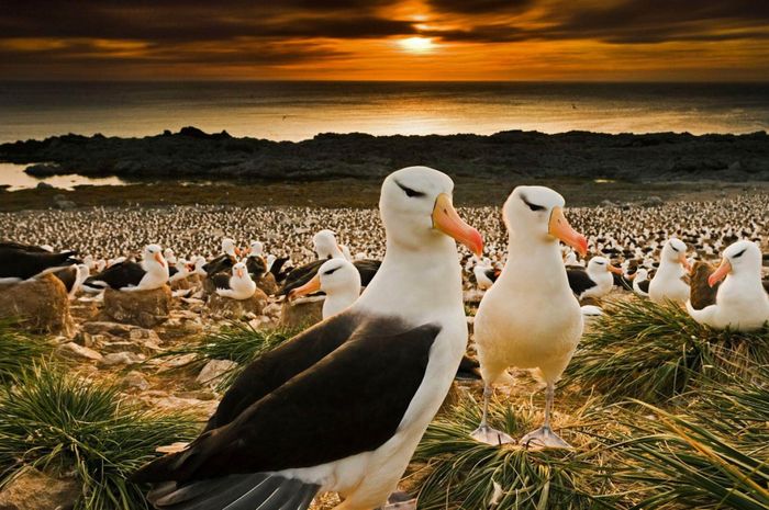 15 Fakta Menarik Takahe, Burung Endemik Selandia Baru yang Mirip Ayam ...