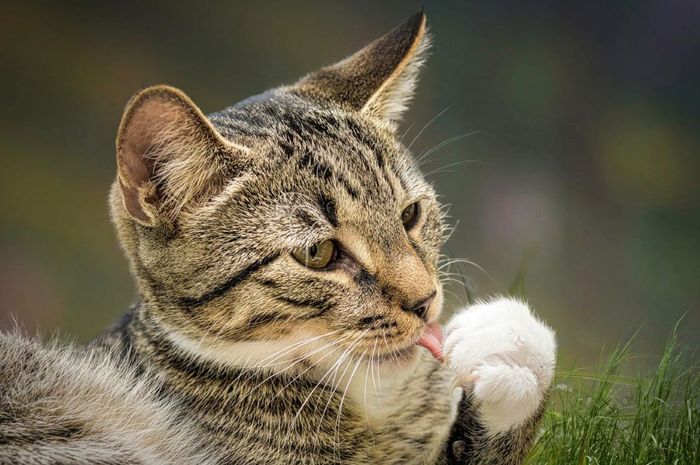 Penting Diketahui Pemilik Kucing, Ini Cara Mengobati Kaki Kucing yang ...