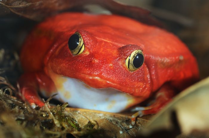 15 Fakta Menarik Katak Tomat, Si Merah Beracun dari Pulau Madagaskar - Kids