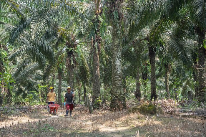 Mengintip Upaya Konservasi Biodiversitas Oleh Industri Kelapa Sawit