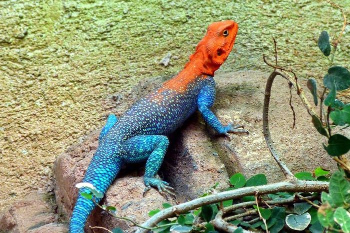 15 Fakta Menarik Kadal Berduri, Spesies Kadal Endemik dari Australia - Kids