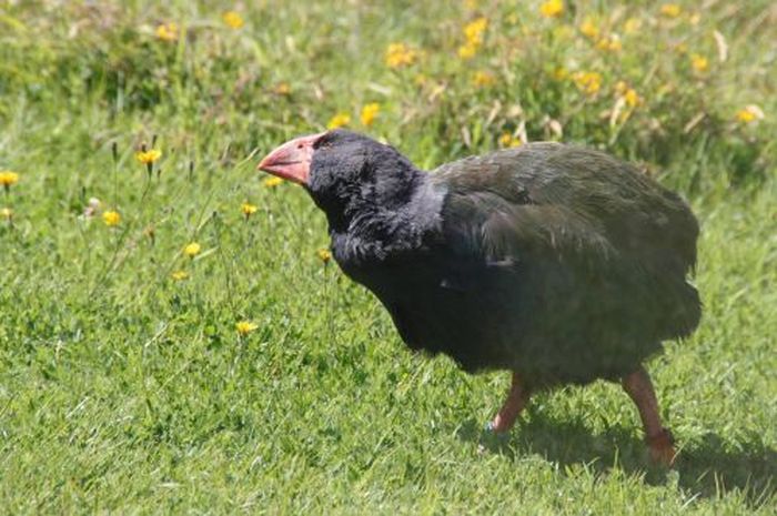 15 Fakta Menarik Takahe, Burung Endemik Selandia Baru yang Mirip Ayam ...
