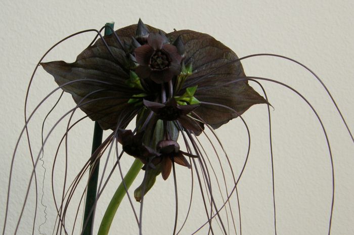 Bunga Kelelawar, Berbentuk Seram tapi Bermanfaat - Bobo