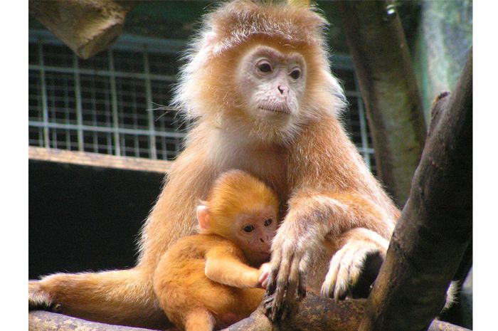 Surili, Primata Berjambul - Bobo