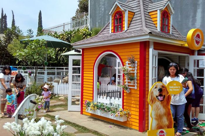 Bermain Bersama Anjing Lucu di Rumah Guguk Bandung - Bobo