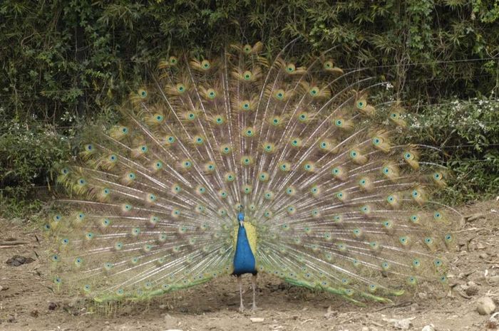 Merak yang Semarak - Bobo