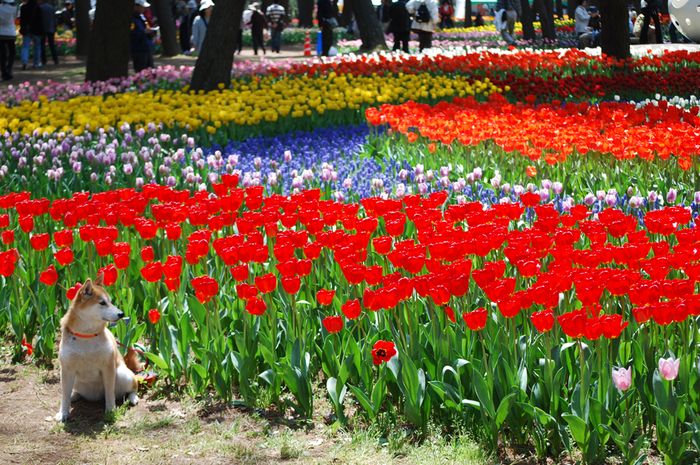 Indahnya Padang Bunga Raksasa di Hitachi Seaside Park - Bobo