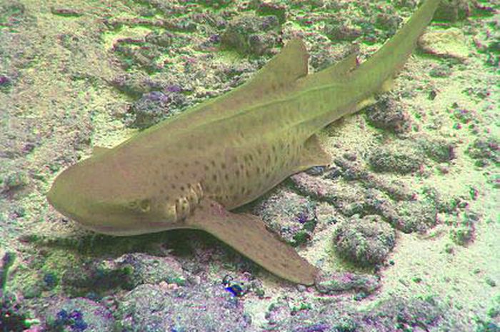 Hiu Zebra, Ikan Raksasa yang Ramah - Bobo