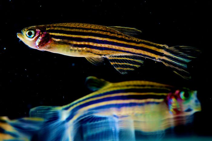 Ikan Zebra, Ikan Hias dengan Corak yang Menarik - Bobo