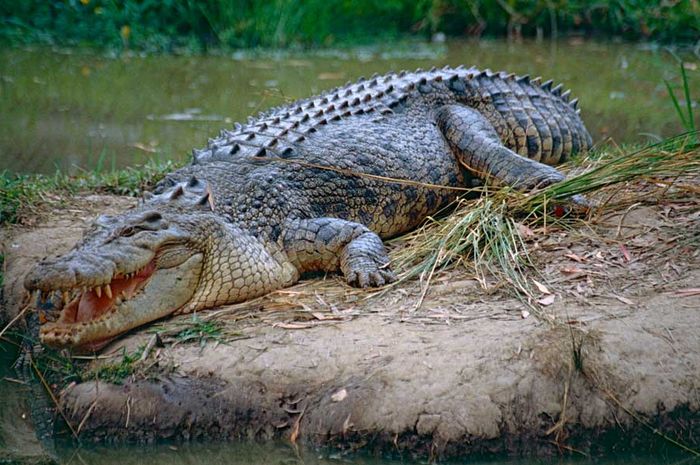 4 Jenis Buaya yang Ada di Indonesia - Bobo