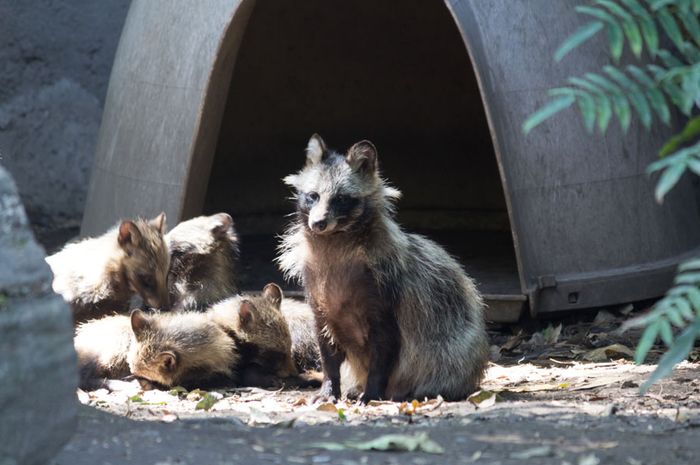 Anjing Rakun, Anjing yang Mirip Rakun - Bobo