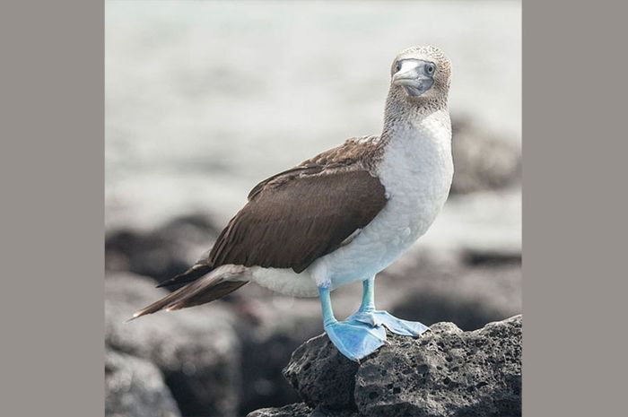Fakta Menarik dari Kaki Angsa Batu Berkaki Biru - Bobo