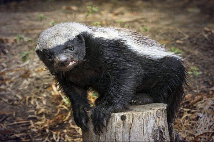 Musang Madu, Hewan Paling Pemberani di Bumi - Bobo