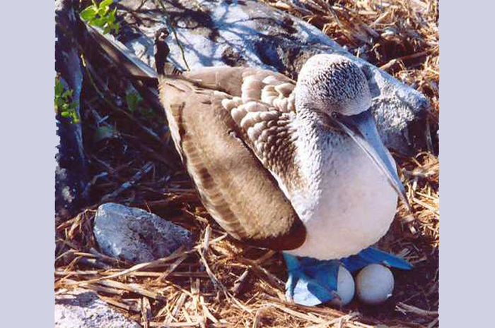 Cara Angsa Batu Berkaki Biru Bertelur dan Merawat Anaknya - Bobo