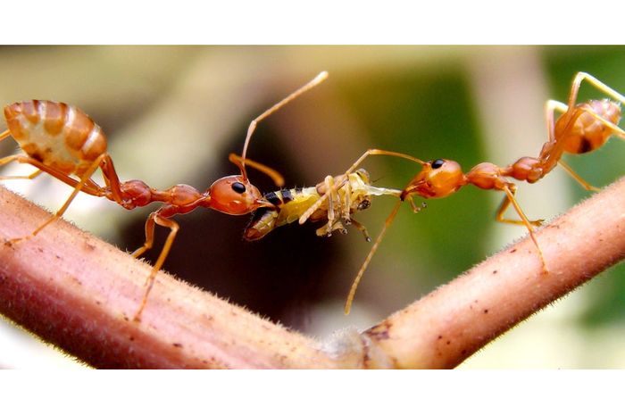 6 Fakta Singkat Seputar Semut - Bobo