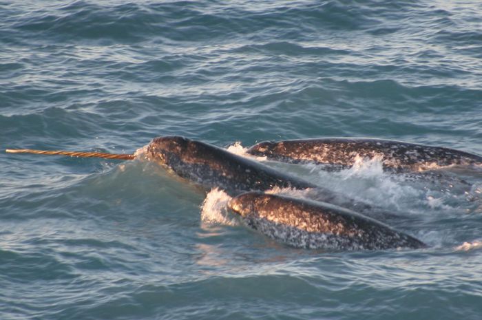 Ketahui 4 Fakta Paus Narwhal. Nomer 1 Bikin Kaget! - Bobo