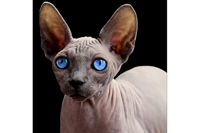Sphynx, Si Kucing Botak - Bobo