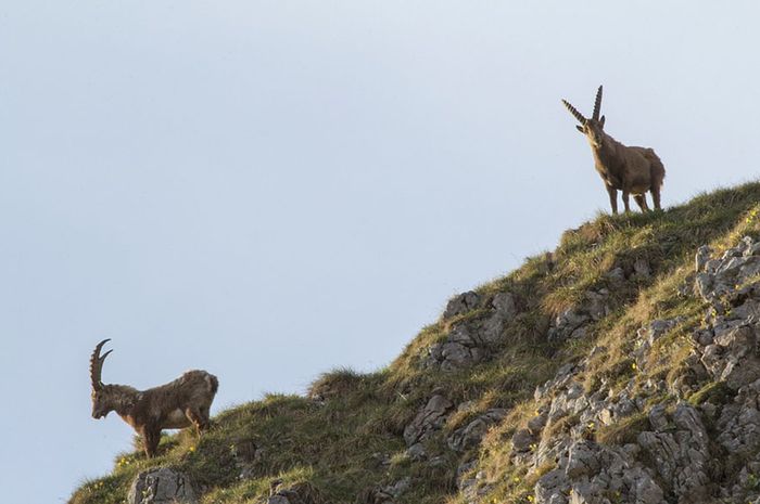 Alpine Ibex, Kambing Liar Pemanjat Tebing Pegunungan Alpen - Bobo