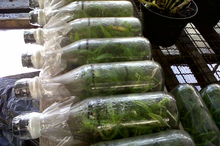 Memelihara Bibit Anggrek Dalam Botol - Bobo
