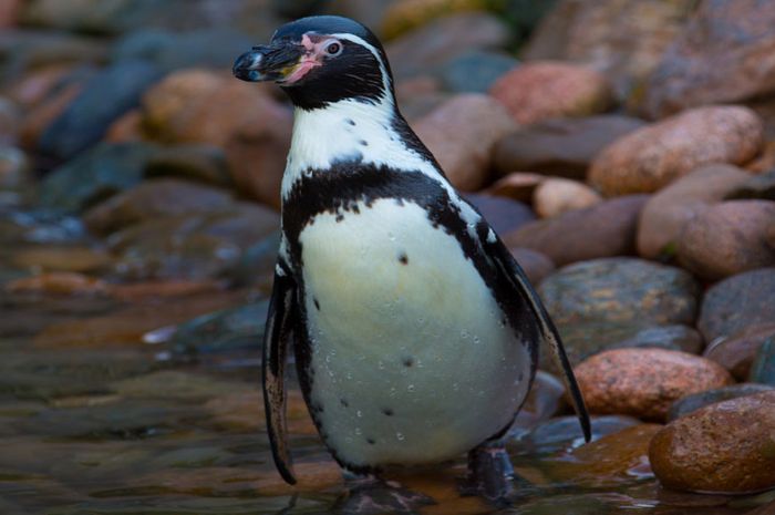 Fakta Seru Seputar Penguin - Bobo