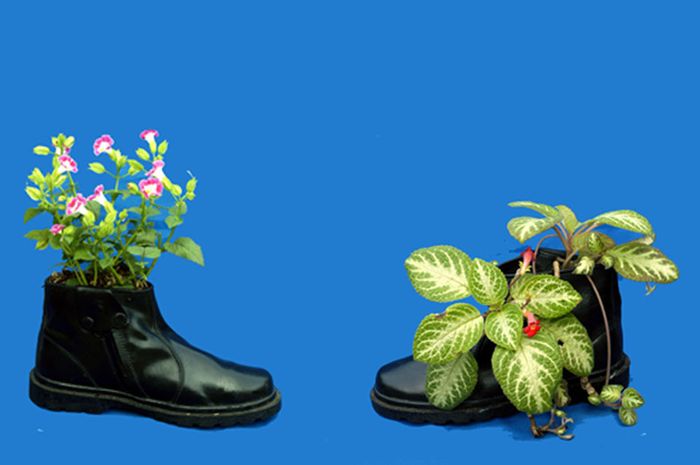 Menanam Bunga di Sepatu - Bobo