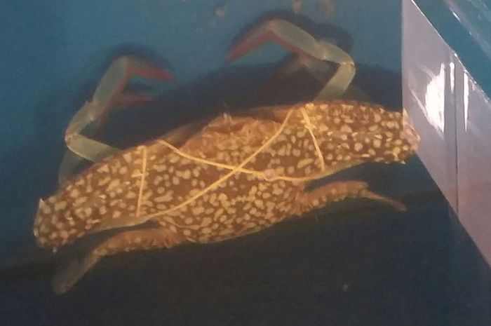 Rajungan, Kerabat Kepiting - Bobo