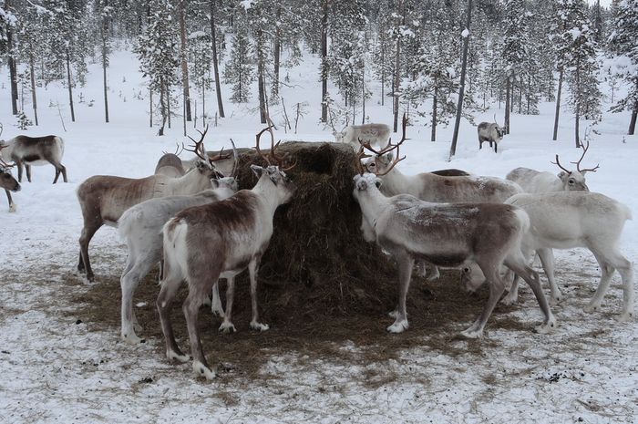 Efek Buruk Pemanasan Global di Negeri Sinterklas - Bobo