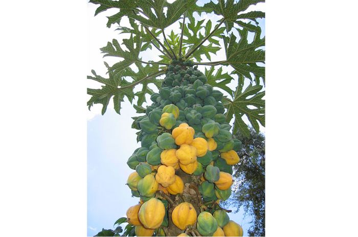 Carica, Pepaya Gunung - Bobo