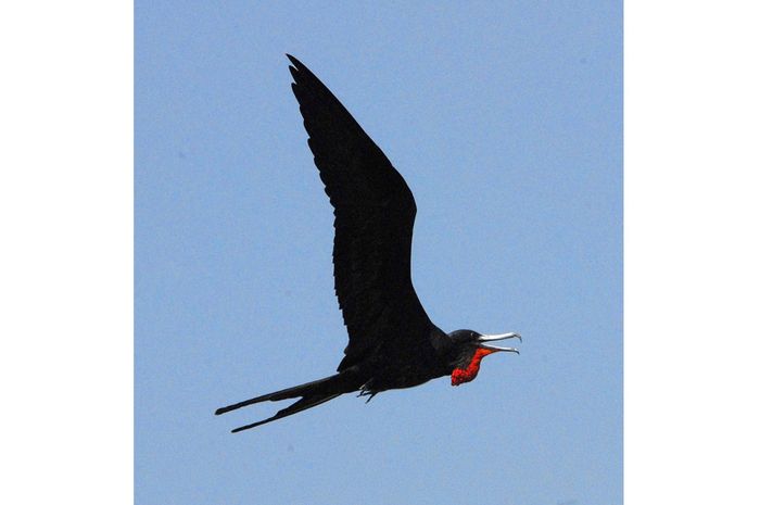 Burung Cikalang Bisa Tidur Sambil Terbang! - Bobo