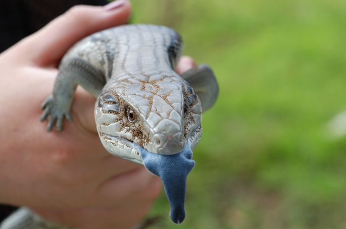 4 Fakta Kadal Lidah Biru yang Wajib Diketahui Sebelum Memeliharanya - Bobo
