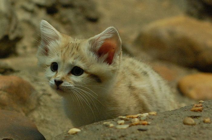 5 Jenis Kucing Liar yang Imut dan Menggemaskan - Bobo