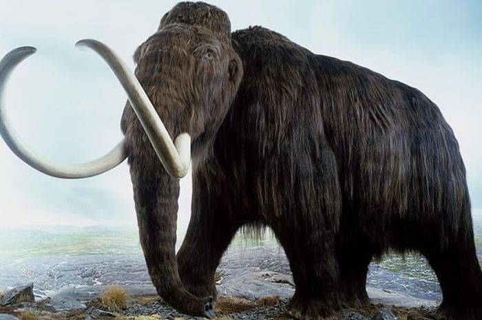 [VIDEO] Fakta Seru Hewan Purba Mamut - Bobo