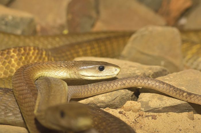 Apa yang Terjadi Jika Ular Berbisa Digigit Ular Berbisa? - Bobo