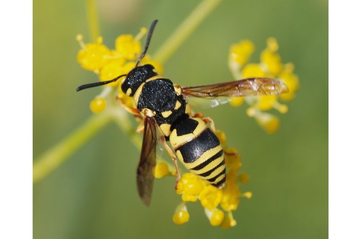 Lebah Tabuhan, Musuh Kupu-Kupu yang Kejam - Bobo