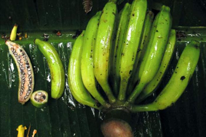 Pisang yang Berbuah Sepanjang Tahun - Bobo