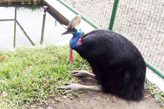 Burung Kasuari, Burung Berkekuatan Super yang Tidak Dapat Terbang - Bobo